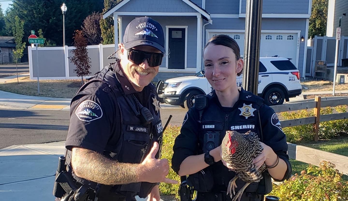 5 Chicks in Custody - Pierce County Sheriff's Office Blotter