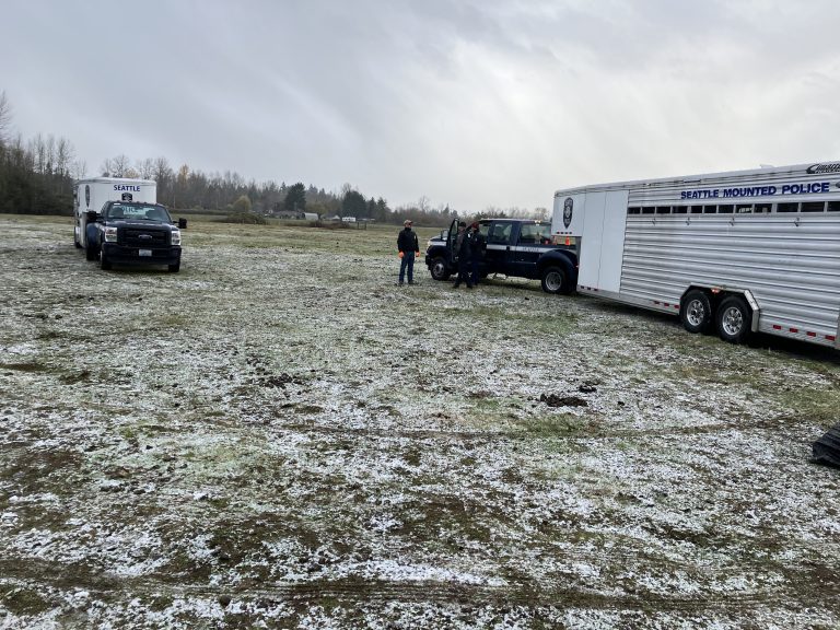 27 horses seized in animal cruelty investigation - Pierce County ...