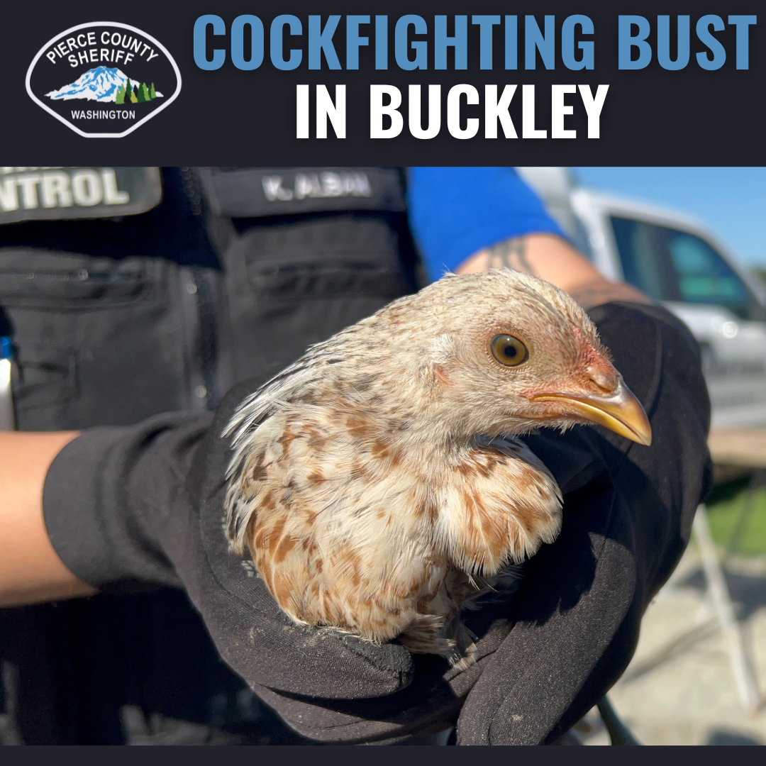 Animal Control Gives Roosters New Hope - Pierce County Sheriff's Office ...